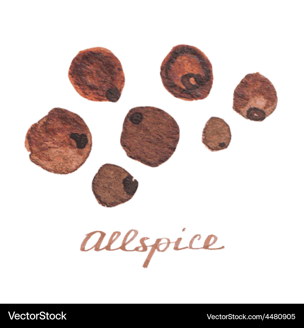 Watercolor allspice on the white background Vector Image