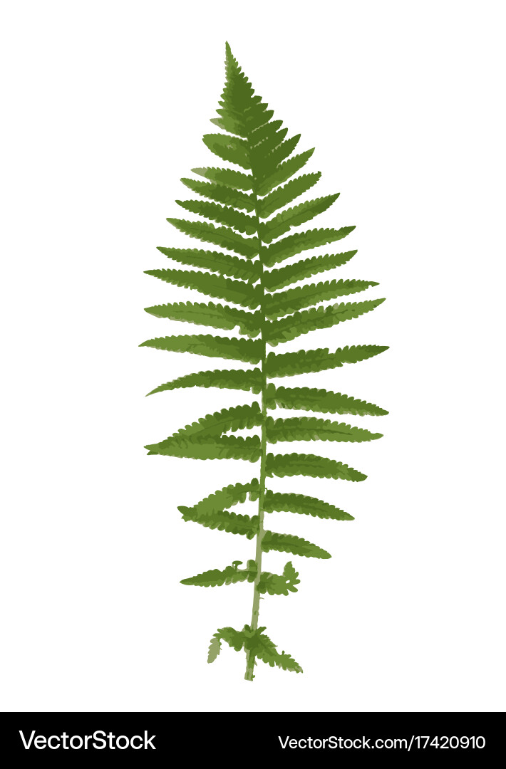 Naturalistic picture fern Royalty Free Vector Image
