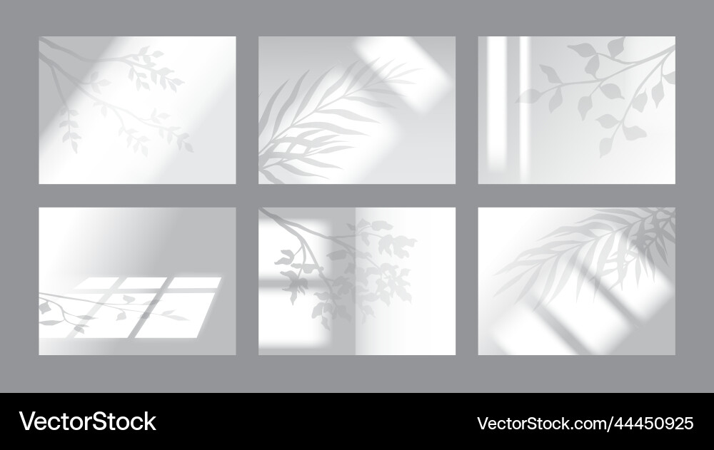 Window and plant shadow set light leaf Royalty Free Vector