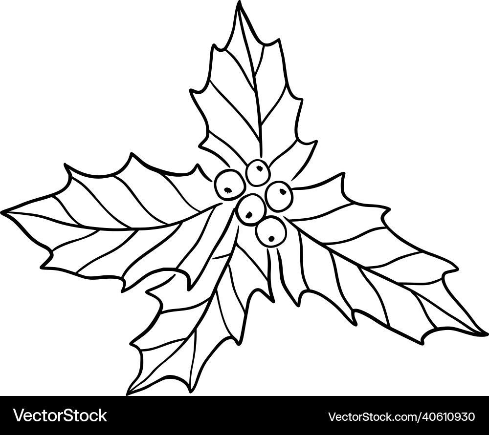Holly branch floral hand Royalty Free Vector Image