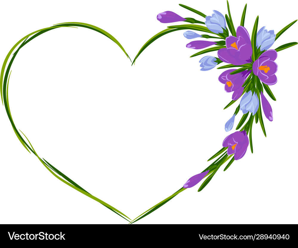Beautiful heart frame with crocuses bouquet Vector Image