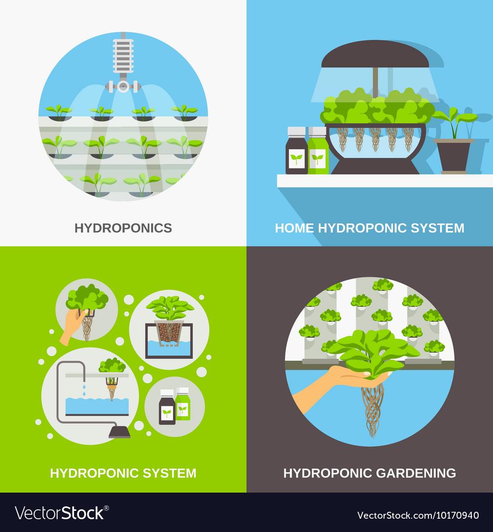 Hydroponics Flat Concept Royalty Free Vector Image