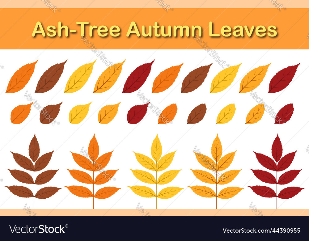 Ash-tree leaf set Royalty Free Vector Image - VectorStock