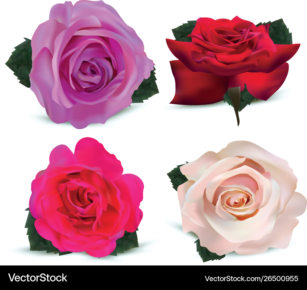 Set roses isolated on white background roses pink Vector Image