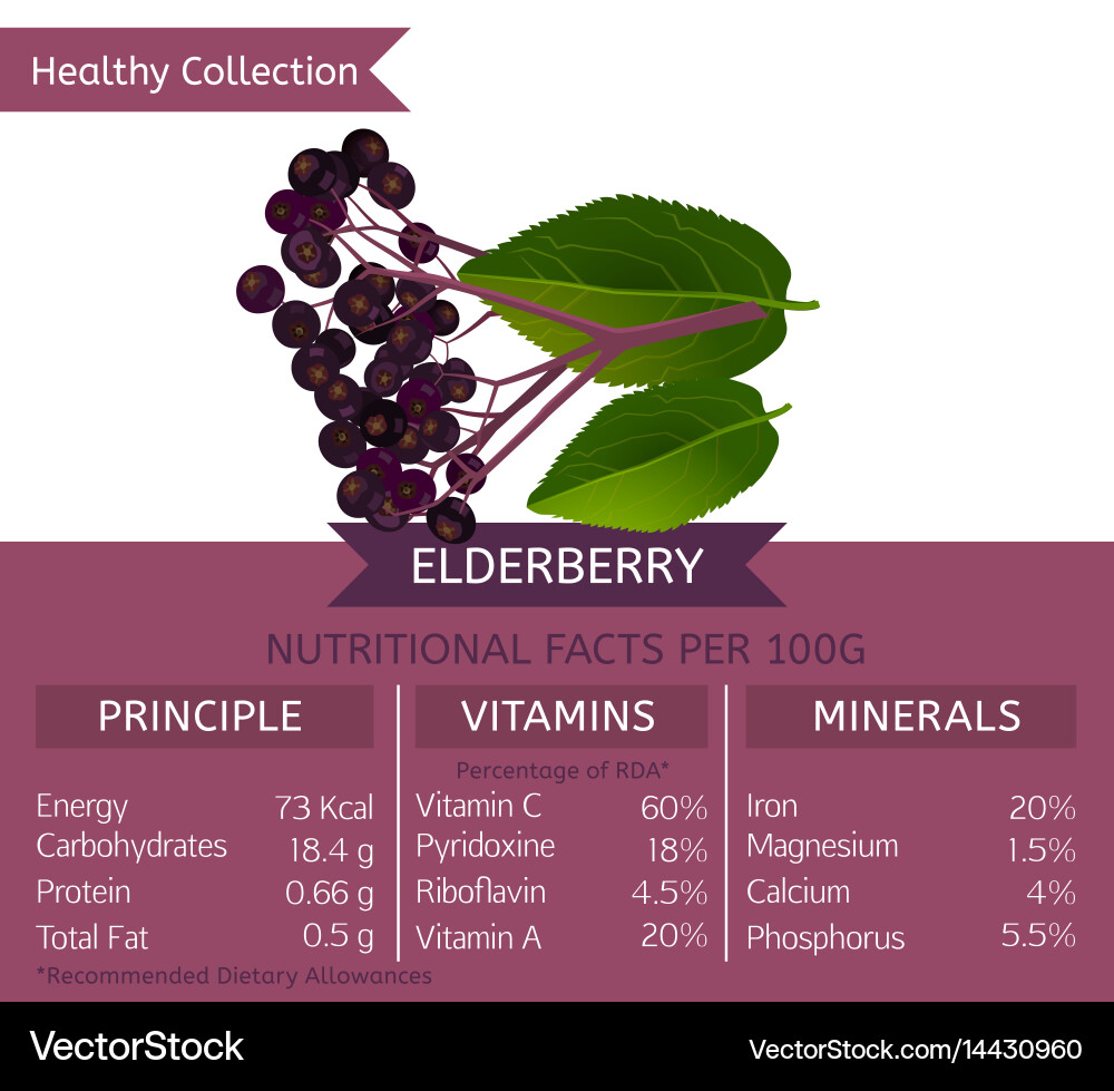 Healthy collection fruits Royalty Free Vector Image
