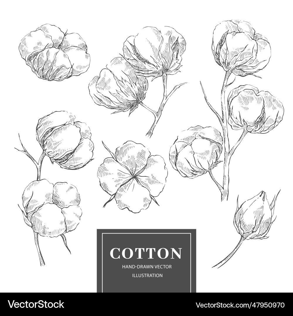 Cotton sketch branch collection Royalty Free Vector Image