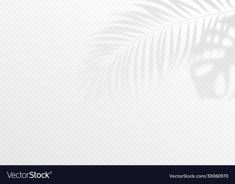 Transparent shadow overlay effect tropic leaf Vector Image Transparent shadow overlay effect tropic leaf Vector Image