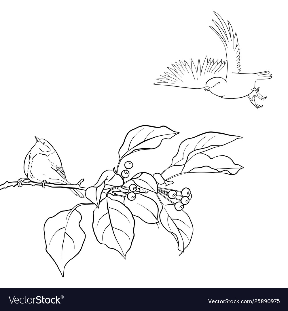 Bird at tree branch Royalty Free Vector Image - VectorStock