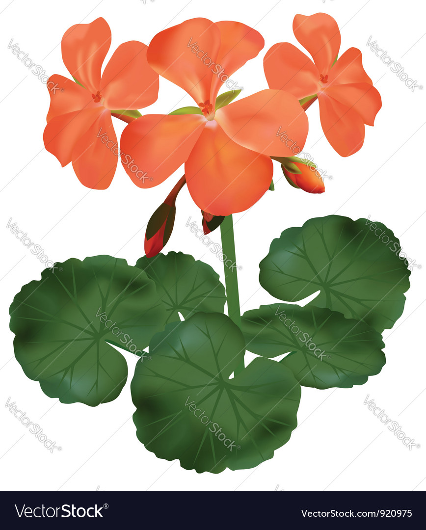 Geranium Royalty Free Vector Image - VectorStock