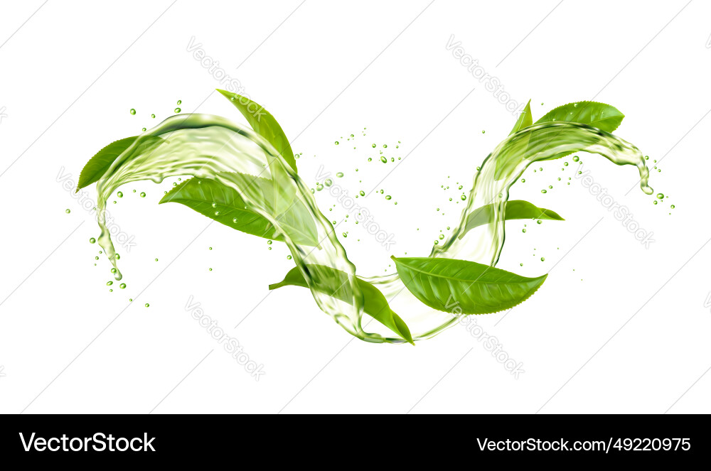 Green tea leaves water wave splash and drops Vector Image