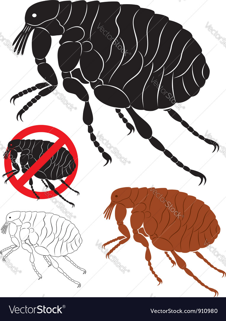 Flea Royalty Free Vector Image - VectorStock