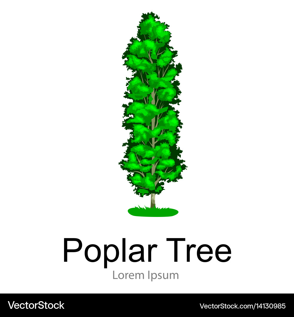 Cartoon isolated poplar summer tree on a white Vector Image