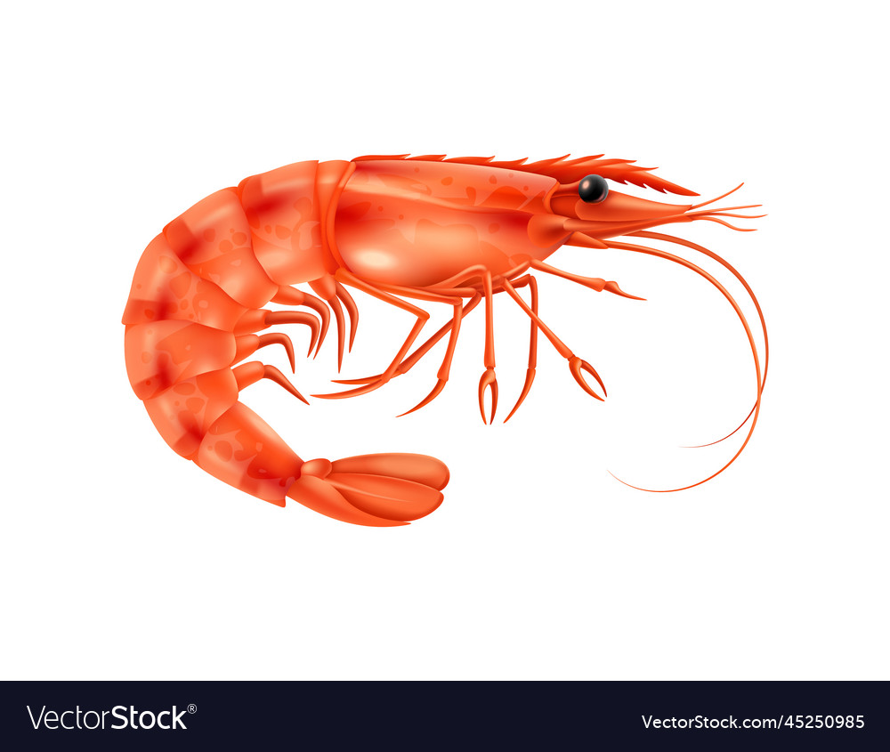 Prawn realistic Royalty Free Vector Image - VectorStock