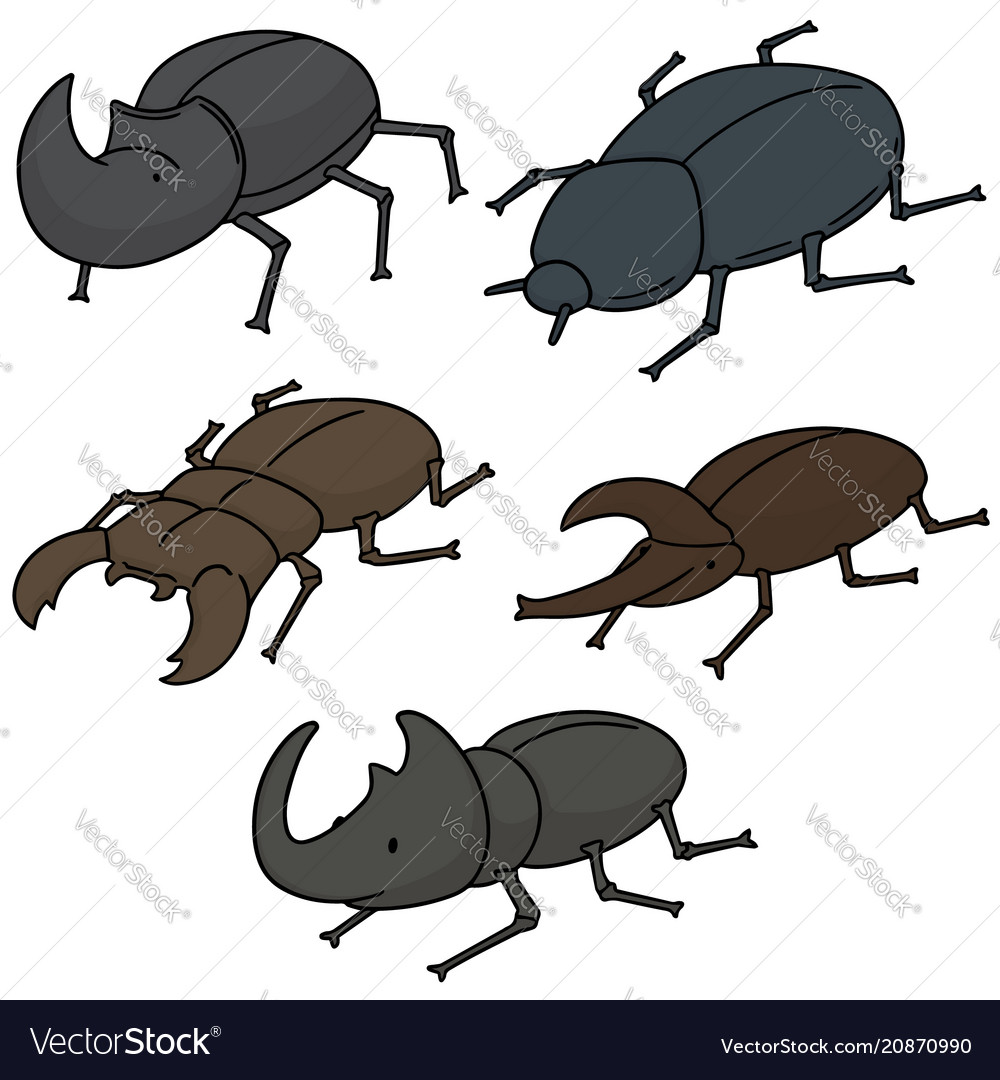 Set beetle Royalty Free Vector Image - VectorStock