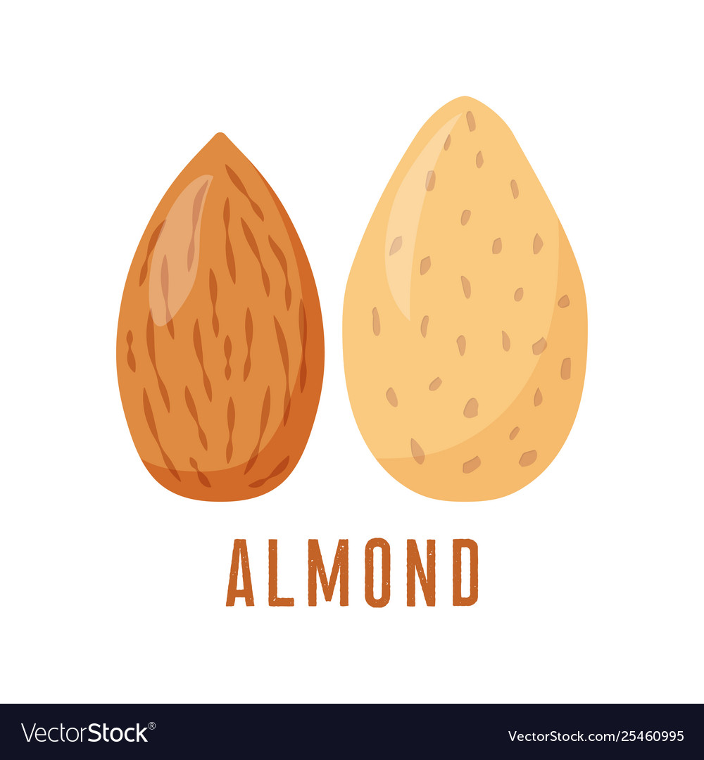 Almond Icon Royalty Free Vector Image Vectorstock