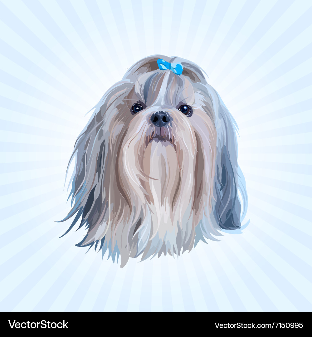 Shih tzu dog portrait Royalty Free Vector Image