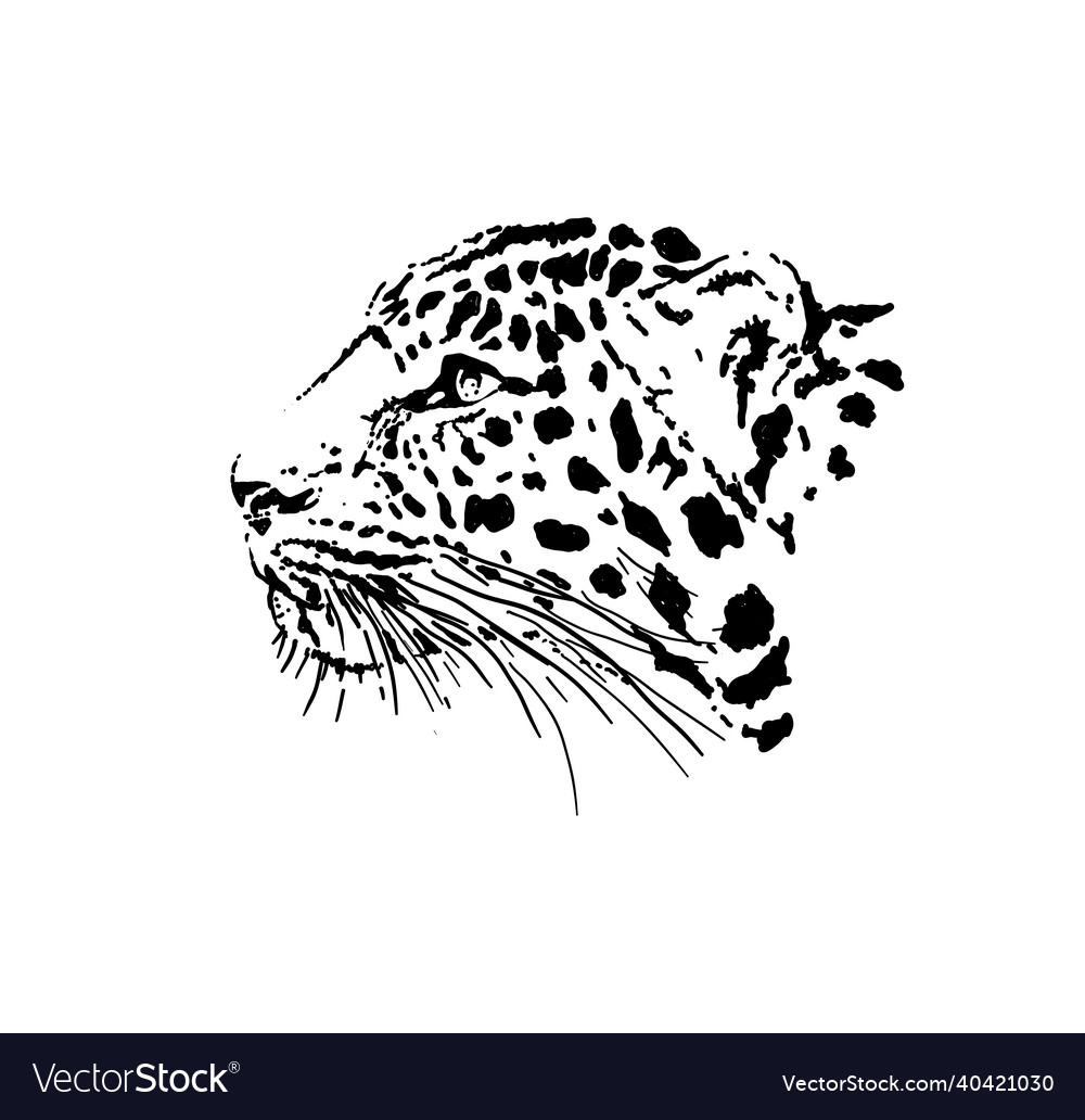 Leopard head graphics Royalty Free Vector Image