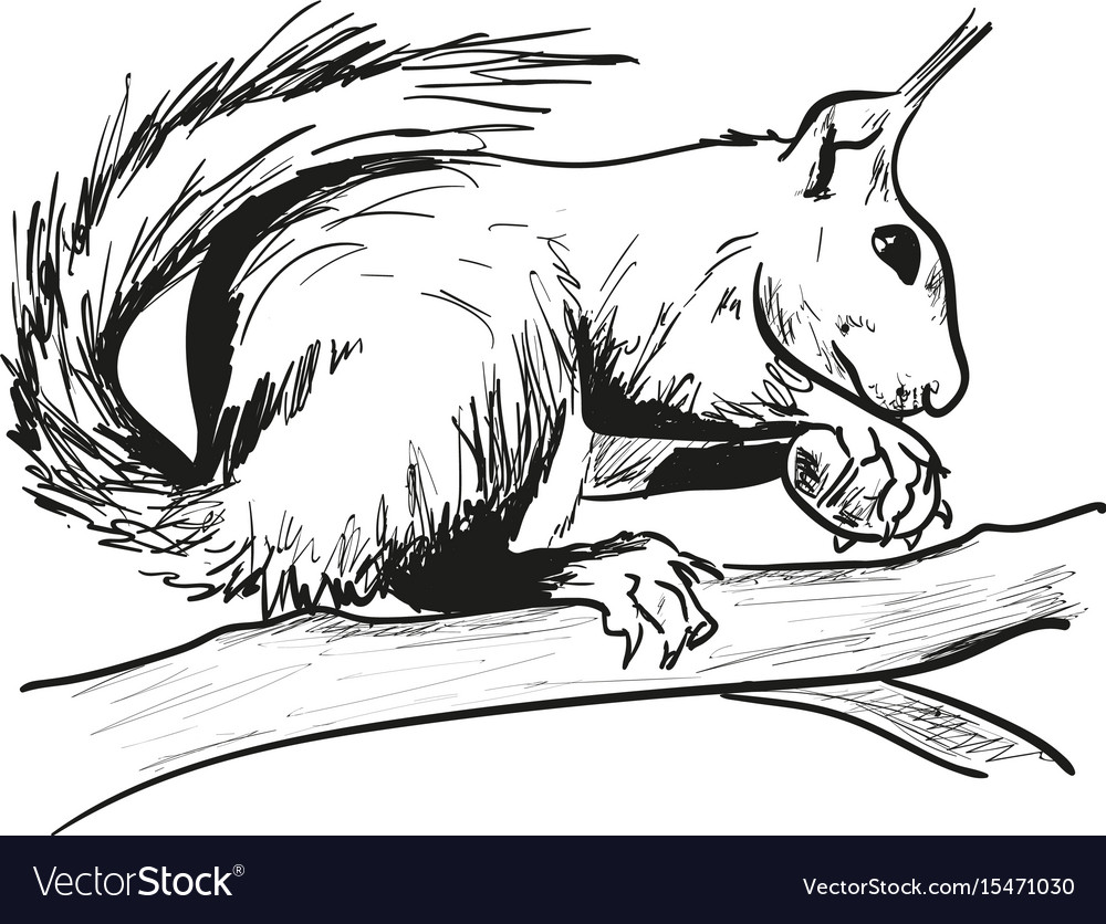 Squirrel Royalty Free Vector Image - VectorStock