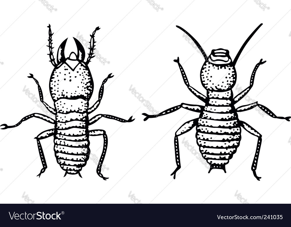 Bug Royalty Free Vector Image - VectorStock