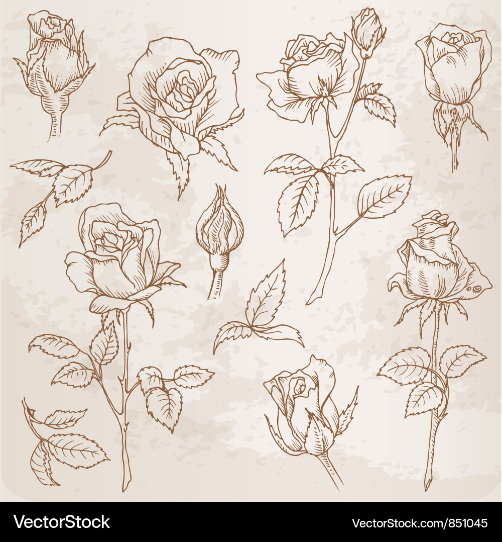Flower set detailed hand drawn roses Royalty Free Vector