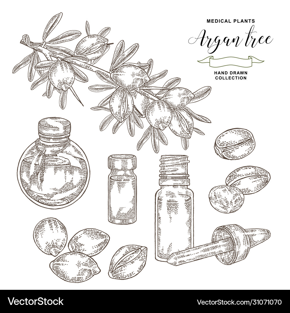 Argan tree argania spinosa branch with nuts and Vector Image