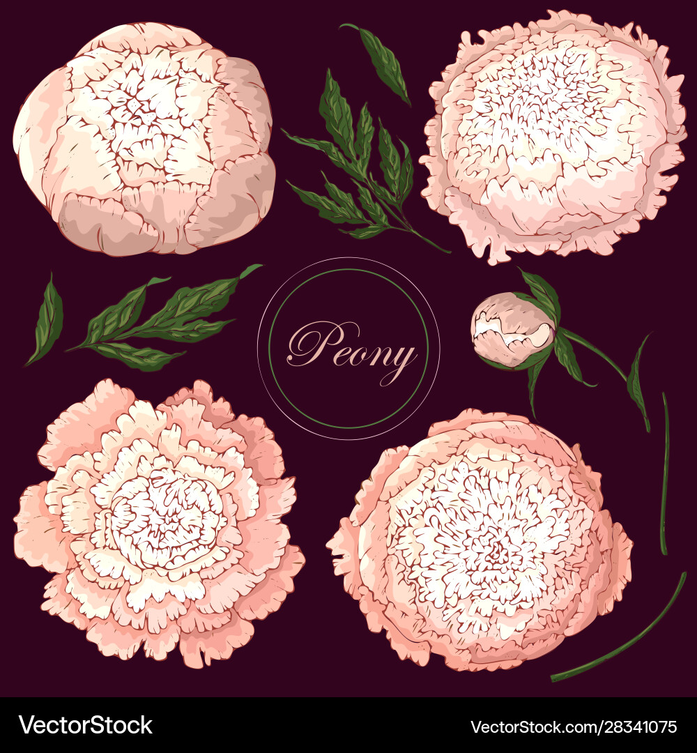 Peonies set isolated light pink flowers Royalty Free Vector