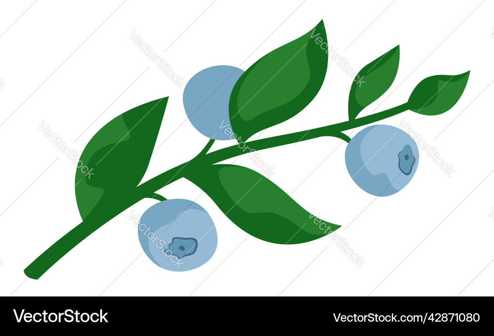 Blueberry branch with leaves Royalty Free Vector Image