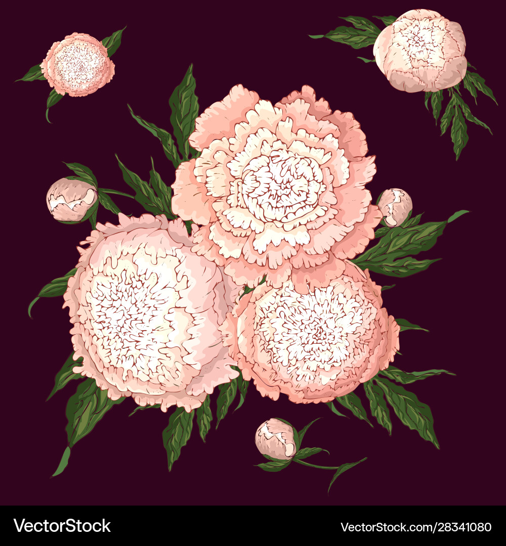 Peonies set isolated light pink flowers Royalty Free Vector