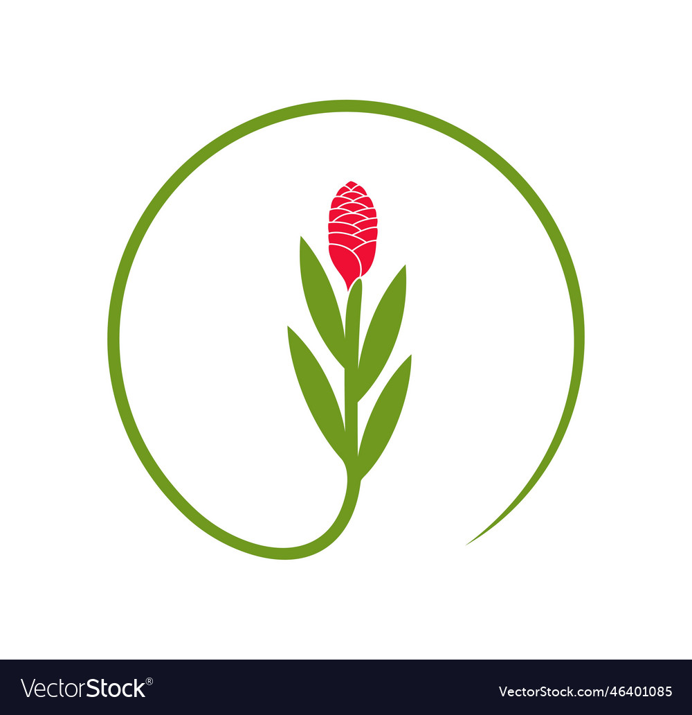 Ginger Royalty Free Vector Image - VectorStock