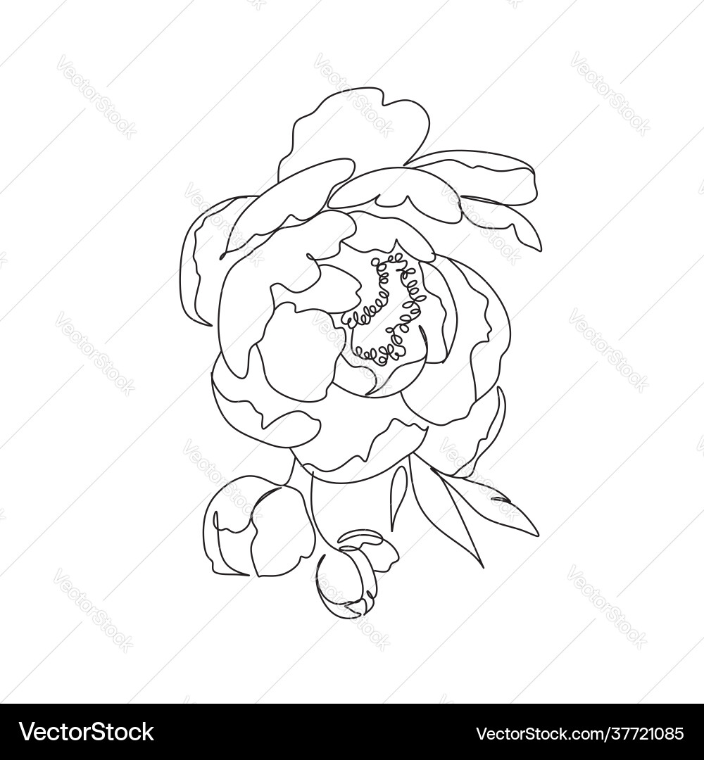 Peony line drawing flower art peonies Royalty Free Vector