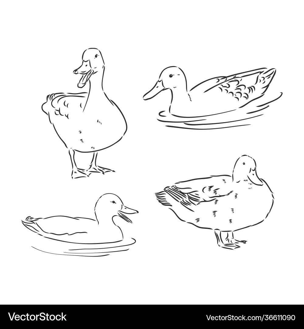 Duck sketch isolated on white backgroundanimals Vector Image