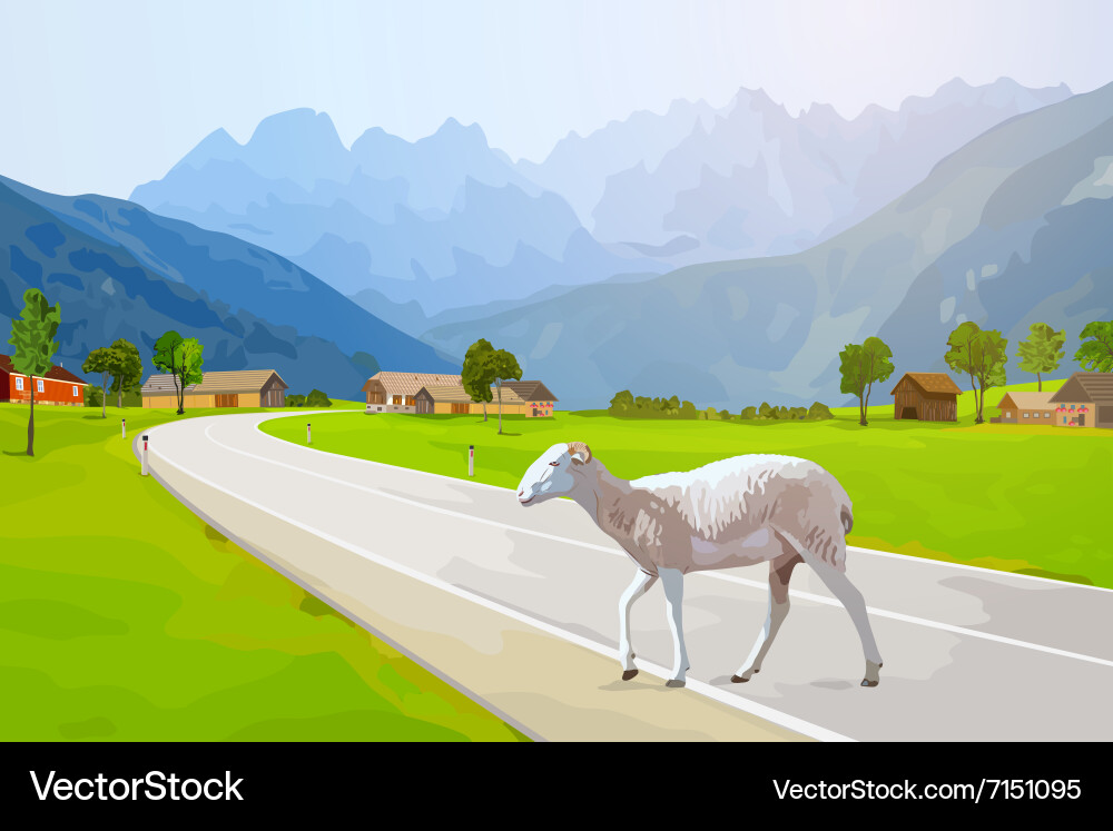 Sheep walking on road in Alps Royalty Free Vector Image