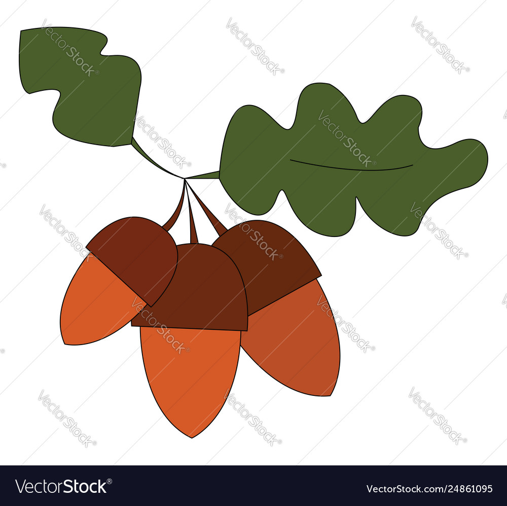 Three brown acorn on white Royalty Free Vector Image