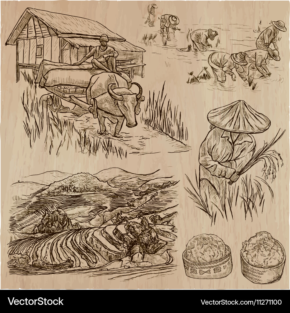 Rice crop Agriculture An hand drawn set Royalty Free Vector