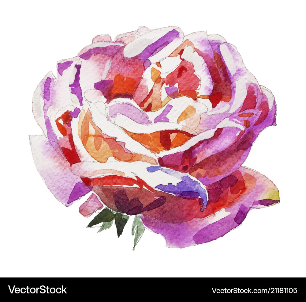 Handmade watercolor rose isolated on white Vector Image