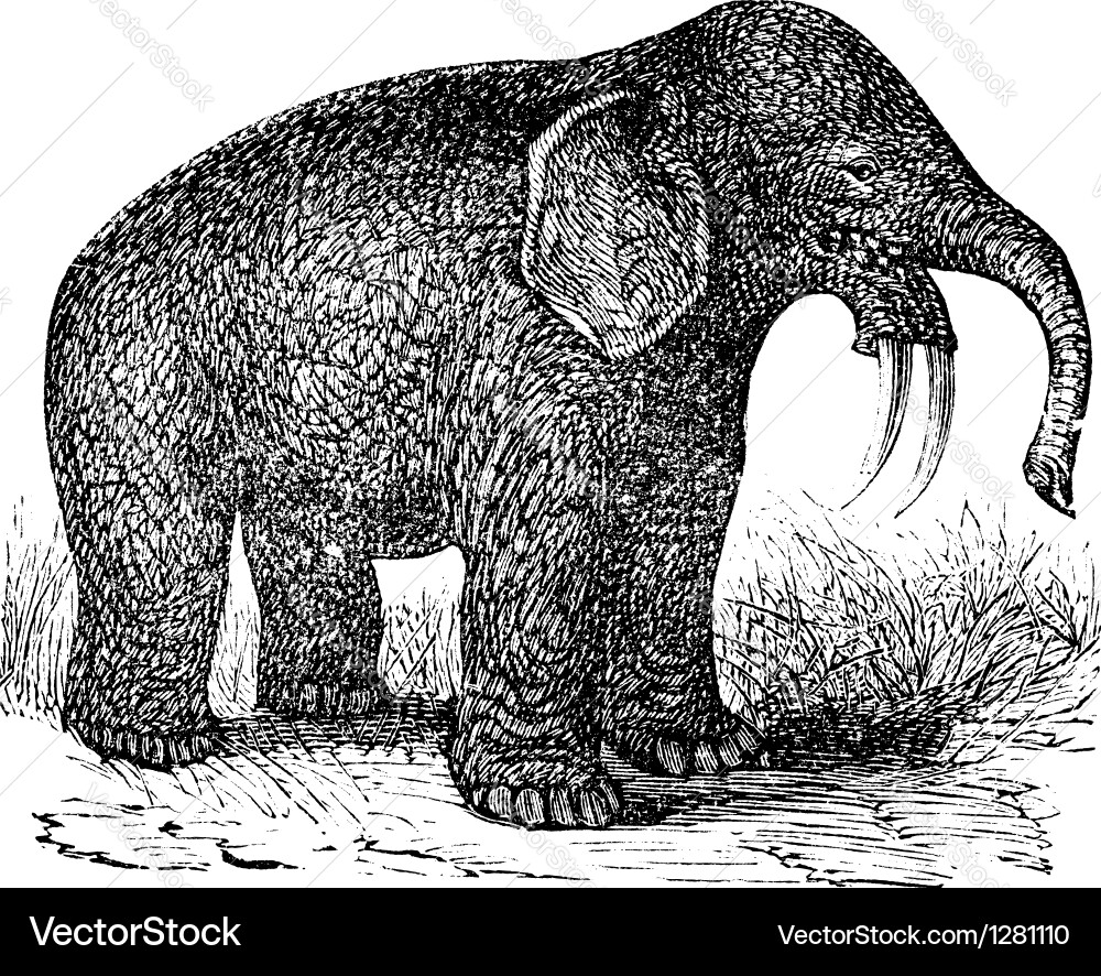 Hoe tusker vintage engraving Royalty Free Vector Image