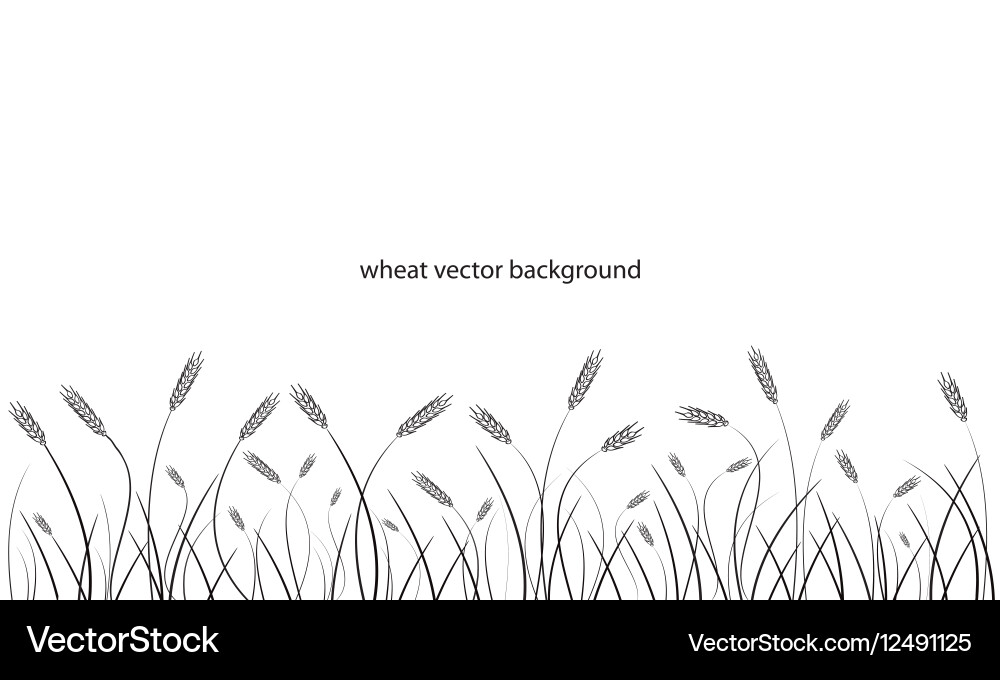 Wheat field line border isolated on white Vector Image