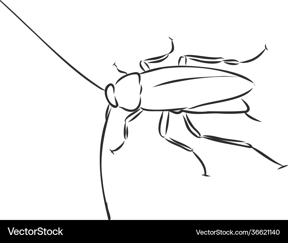 Cockroach insect pest realistic sketch Royalty Free Vector