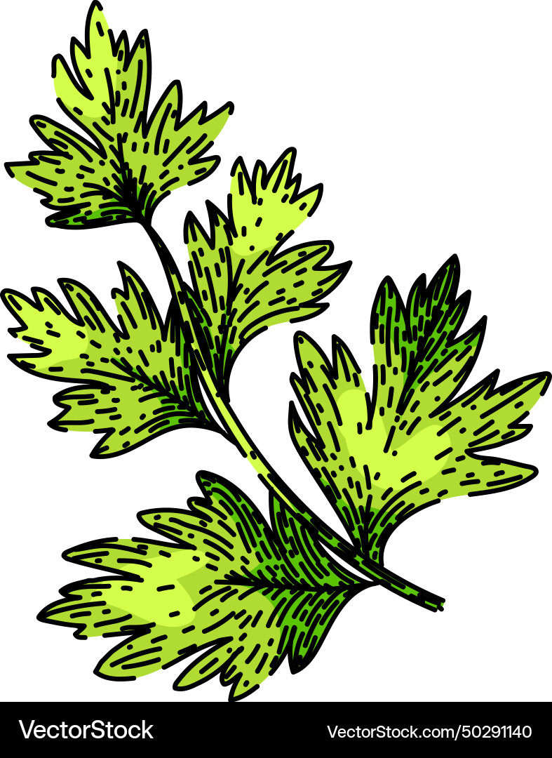 Coriander chervil sketch hand drawn Royalty Free Vector