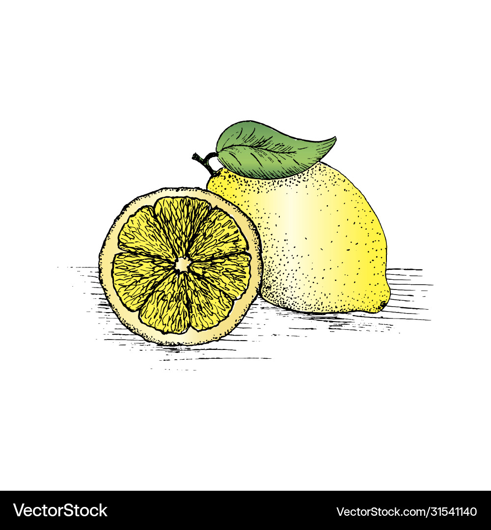 Lemon yellow sketch hand drawn sliced Royalty Free Vector