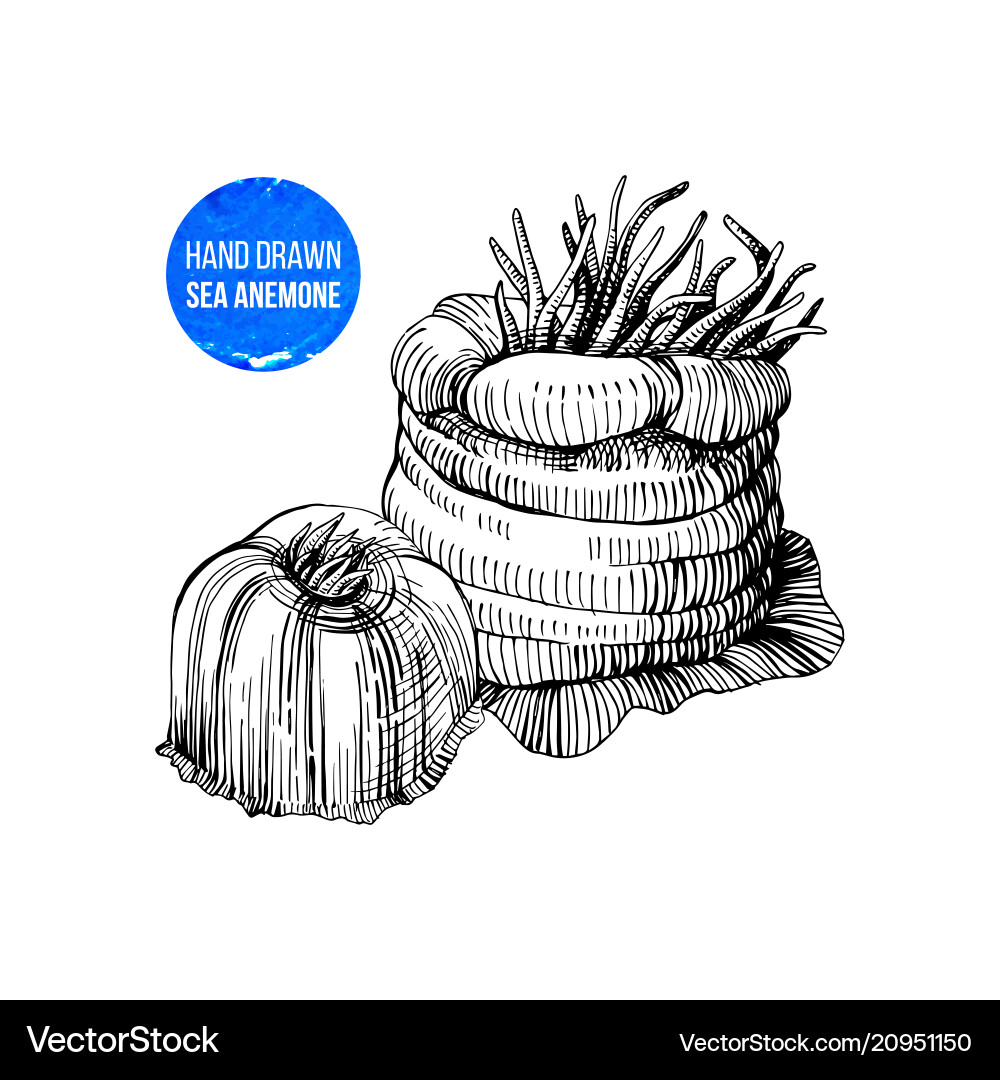 Hand drawn sea anemones Royalty Free Vector Image