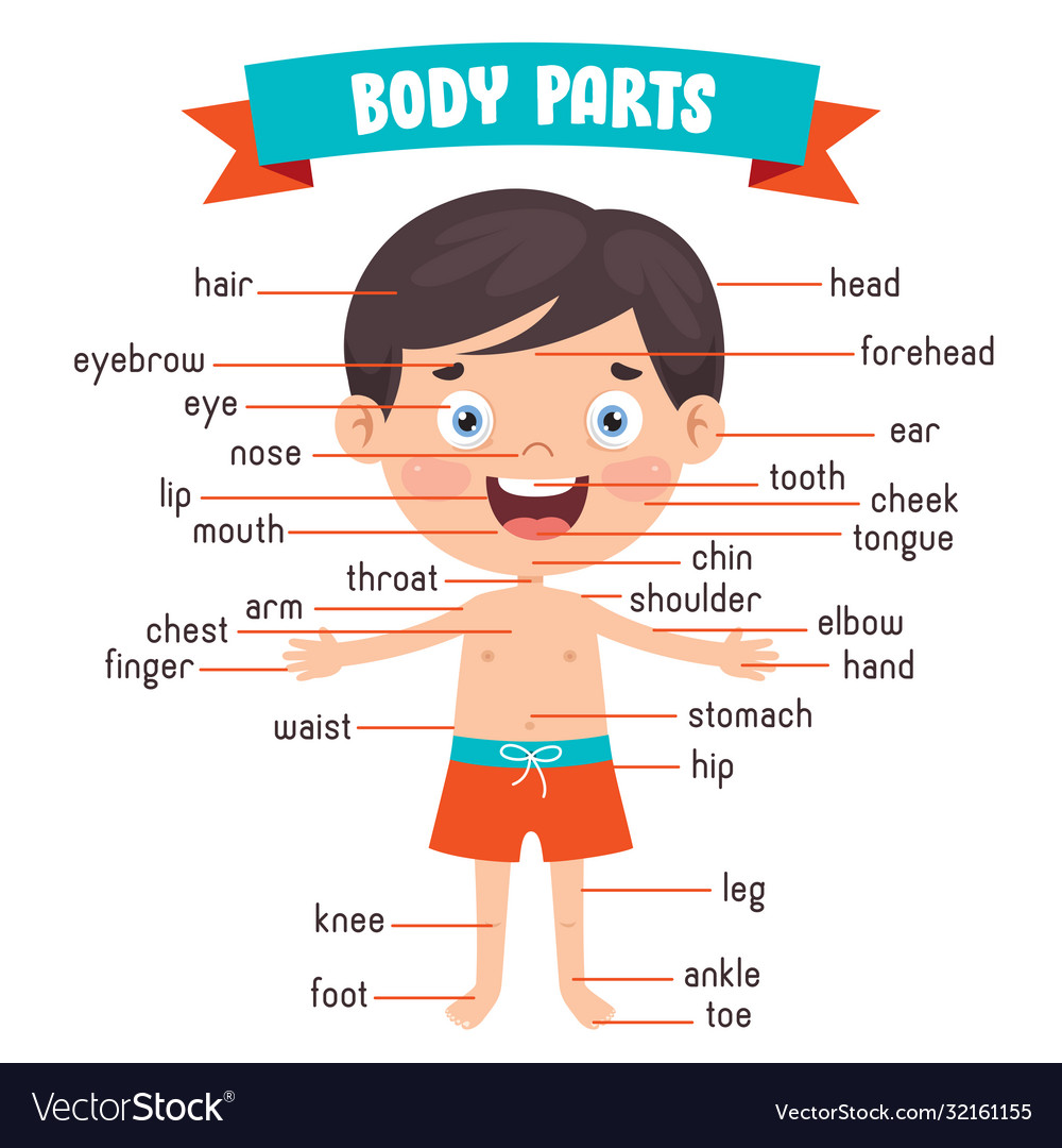 Human Body Parts Royalty Free Vector Image VectorStock