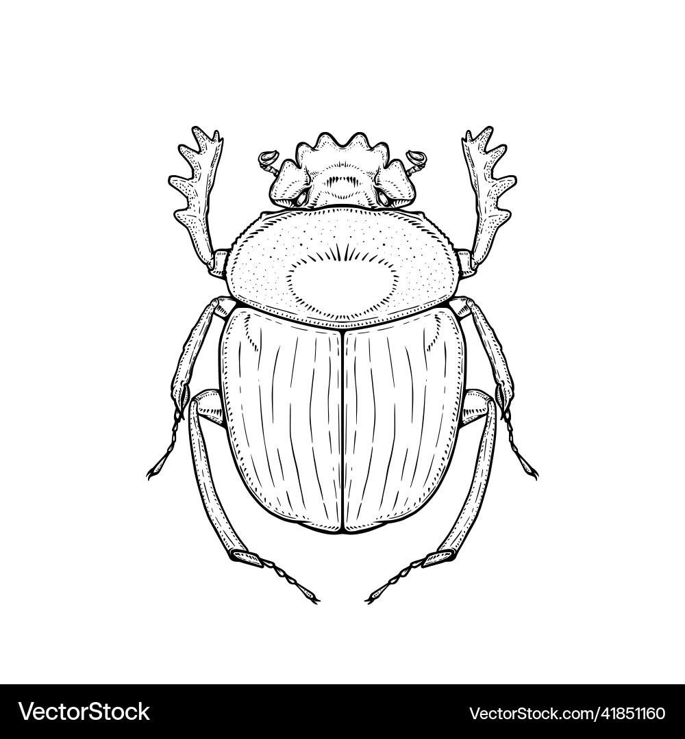 Scarab in graphic style Royalty Free Vector Image