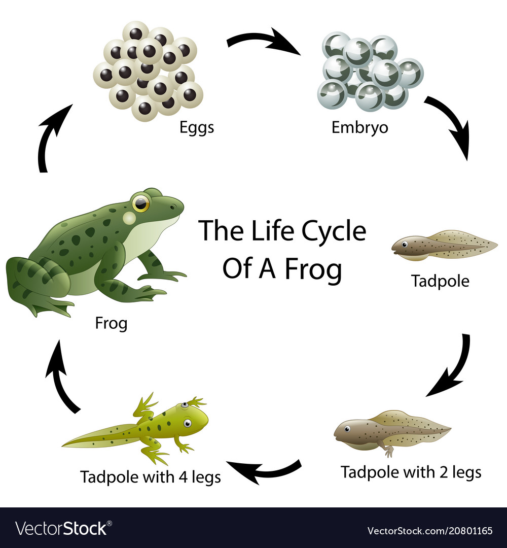 Life Cycle A Frog Royalty Free Vector Image VectorStock