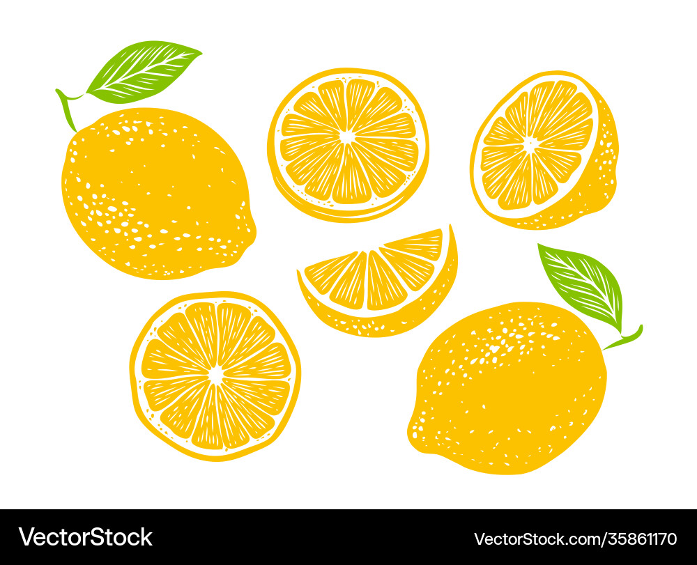 Fresh lemon fruits collection Royalty Free Vector Image