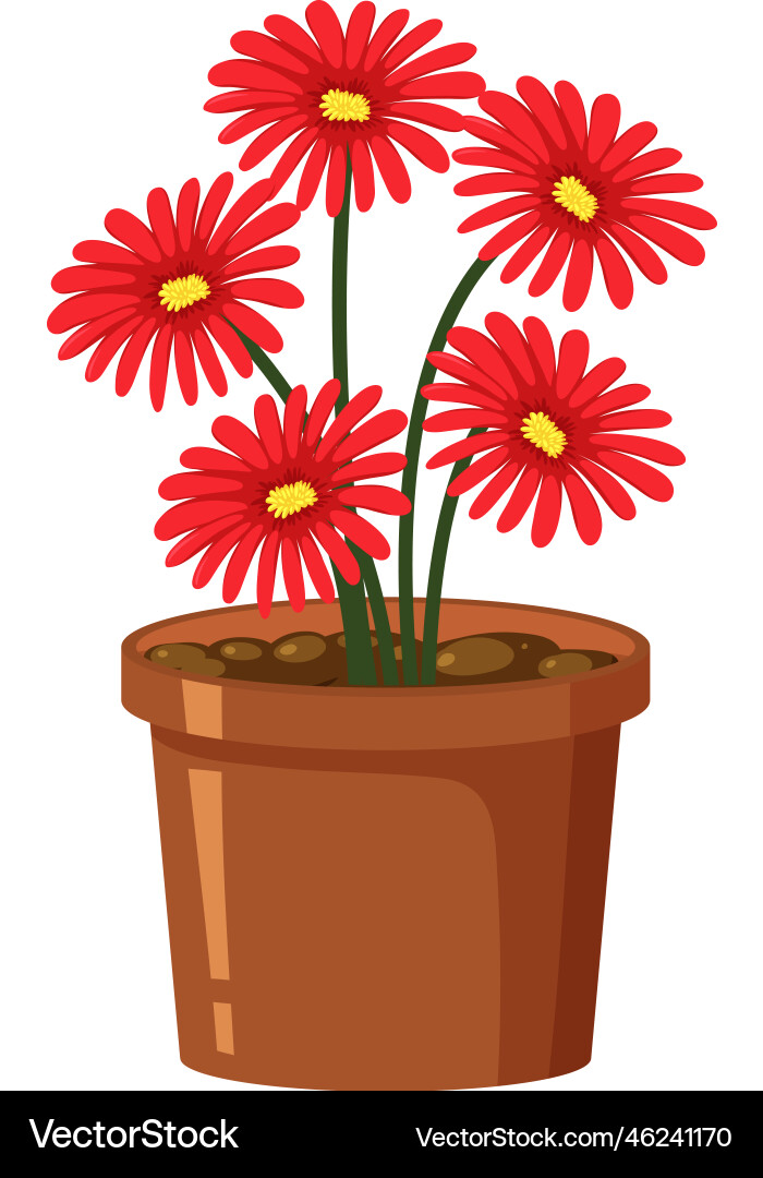 Red flower in pot on white background Royalty Free Vector