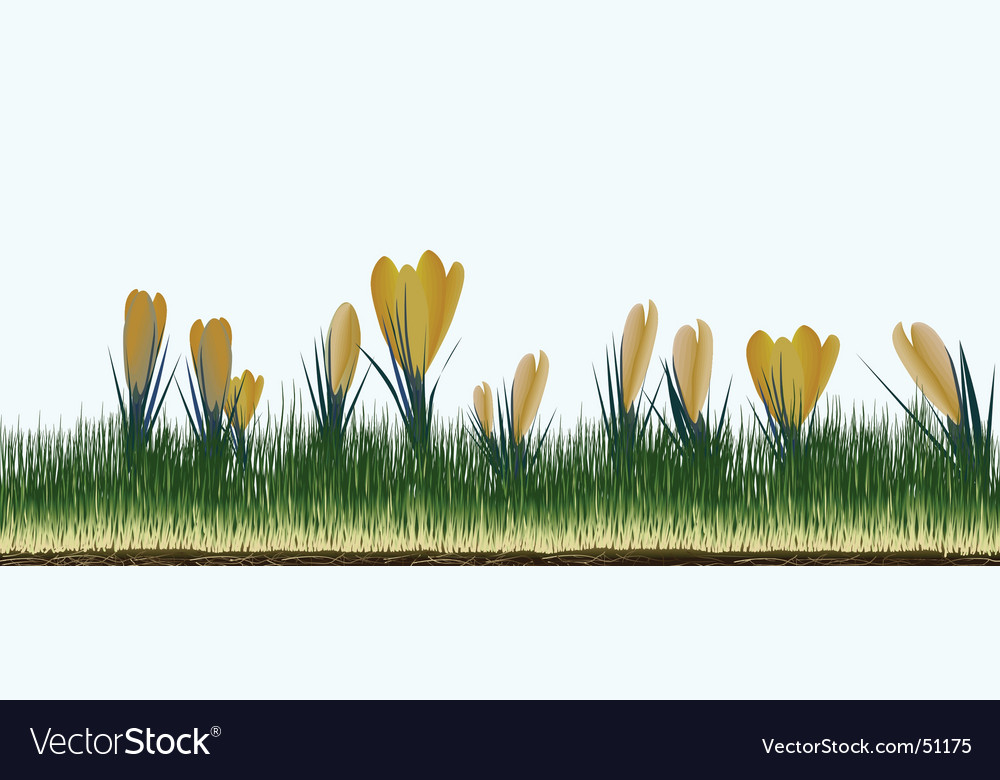 Crocuses Royalty Free Vector Image - VectorStock