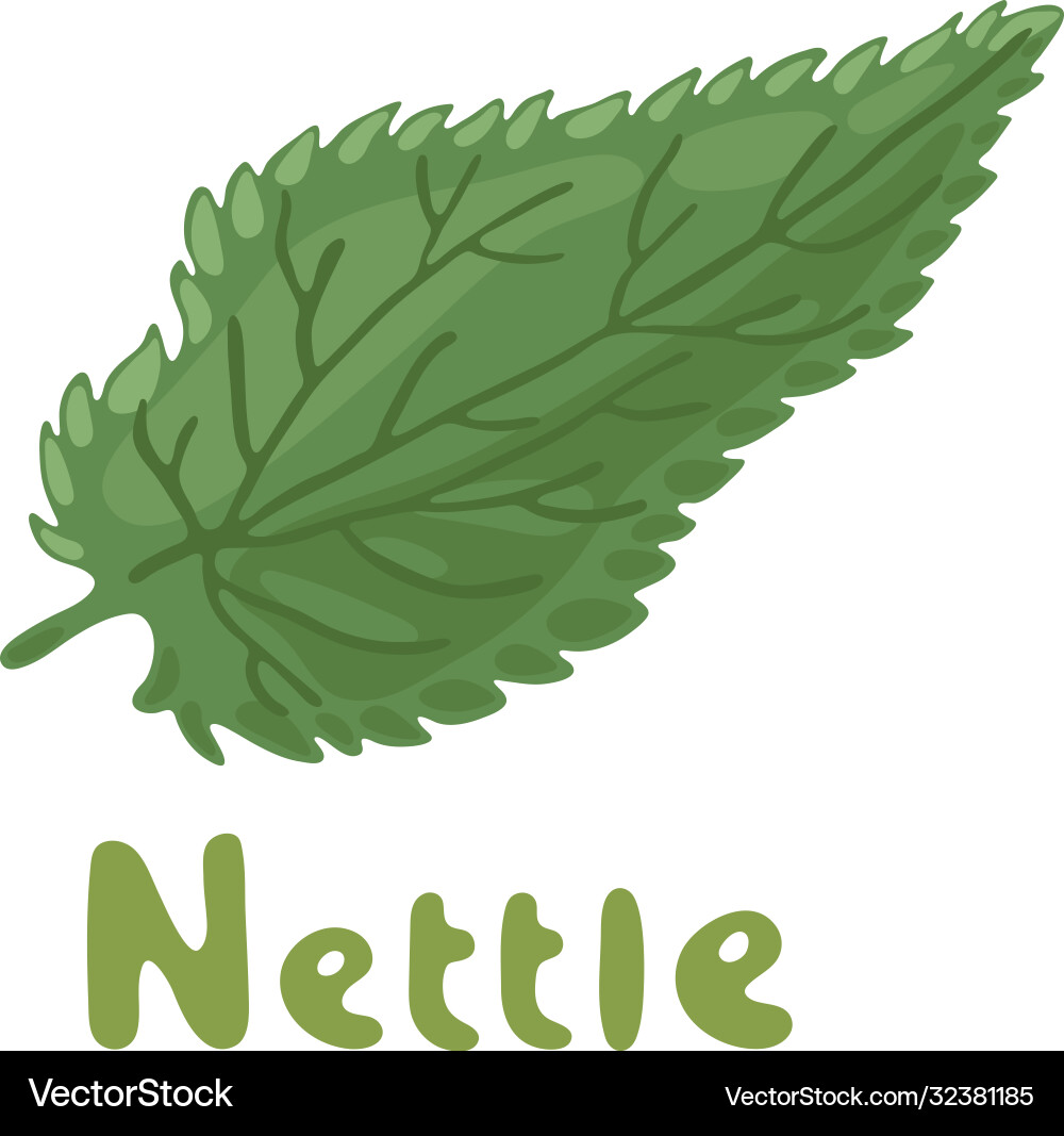 Nettle herb medicinal plant green leaf Royalty Free Vector