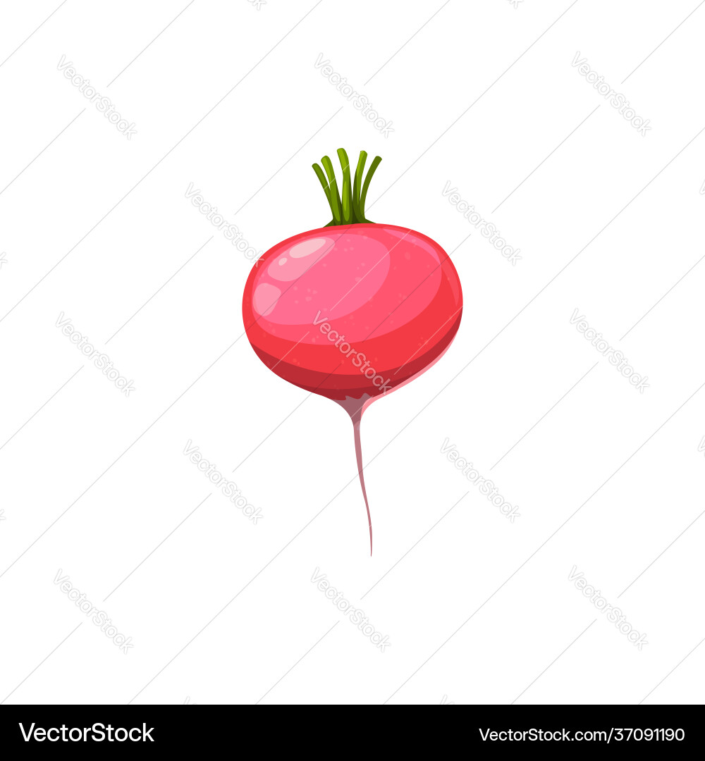 Fresh radish vegetable plant ingredient Royalty Free Vector