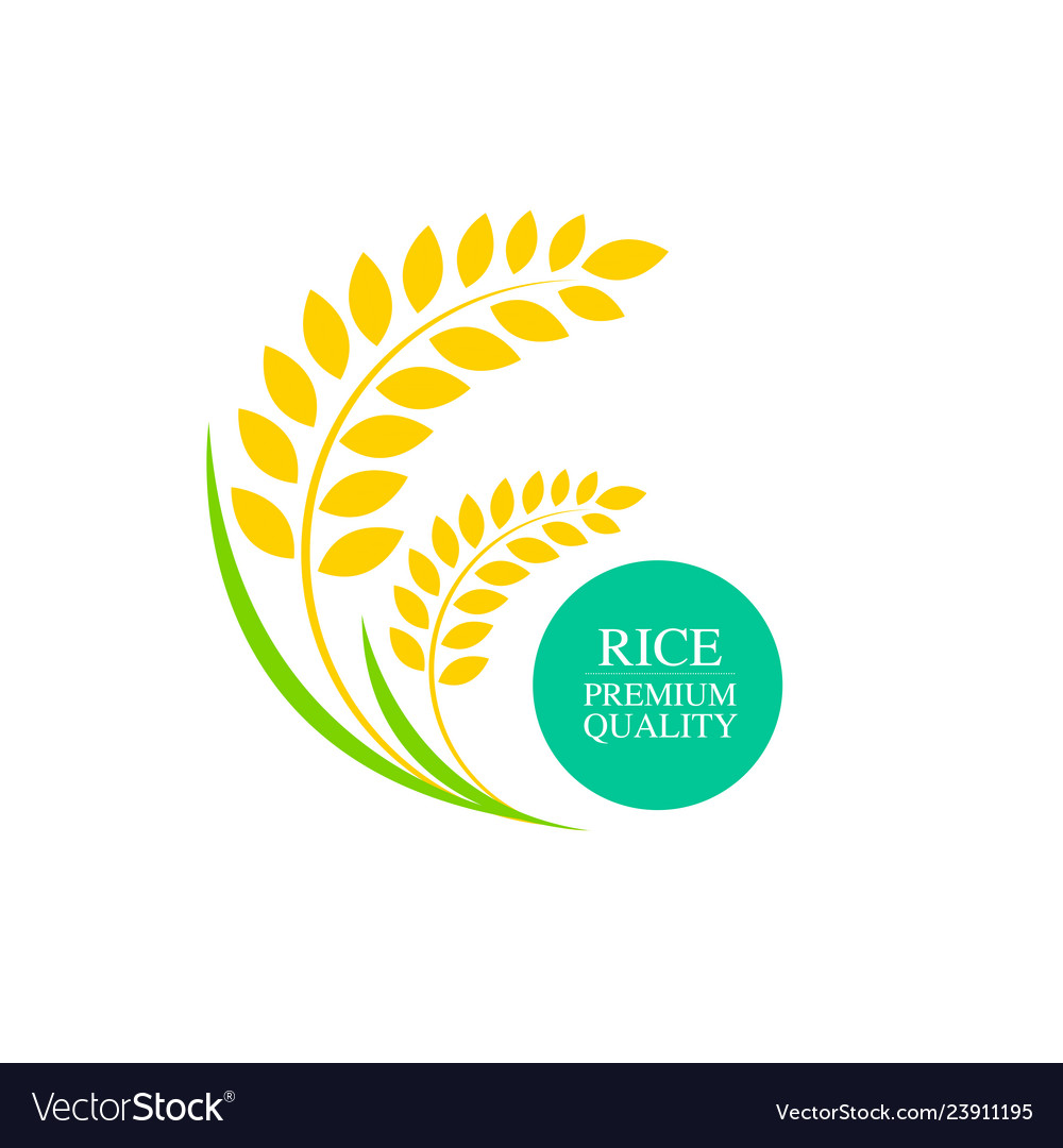 Premium rice great quality design concept Vector Image